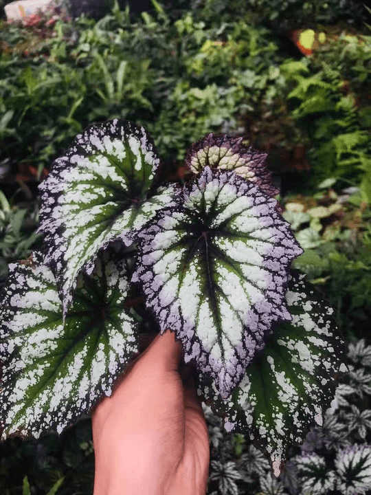 Begonia 'Fireworks' for Sale - HappyForestStore