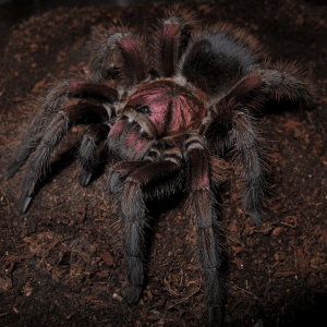 Bonnetina sp. chamela (Palp Friction Tarantula) - HappyForestStore