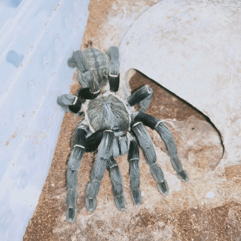 Avicularia purpurea (Purple Pinktoe Tarantula) - HappyForestStore