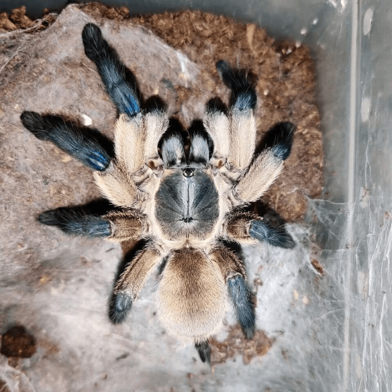 Monocentropus balfouri (Socotra Island Blue Baboon Tarantula) for sale ...
