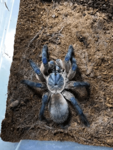 Monocentropus balfouri (Socotra Island Blue Baboon Tarantula) for sale ...