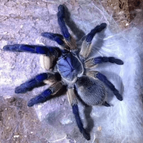 Monocentropus balfouri (Socotra Island Blue Baboon Tarantula) for sale ...