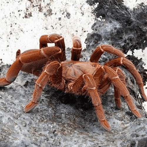 Pelinobius muticus - King Baboon Tarantula for sale - HappyForestStore