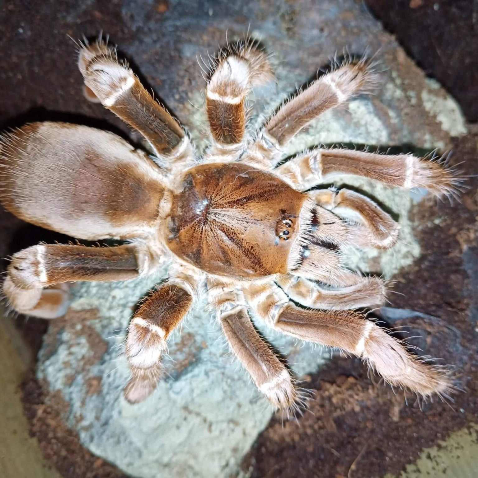 Pelinobius muticus - King Baboon Tarantula for sale - HappyForestStore