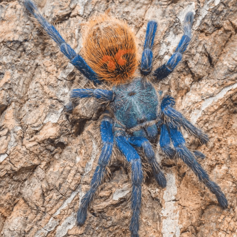 Chromatopelma Cyaneopubescens (Greenbottle Blue Tarantula) for sale ...