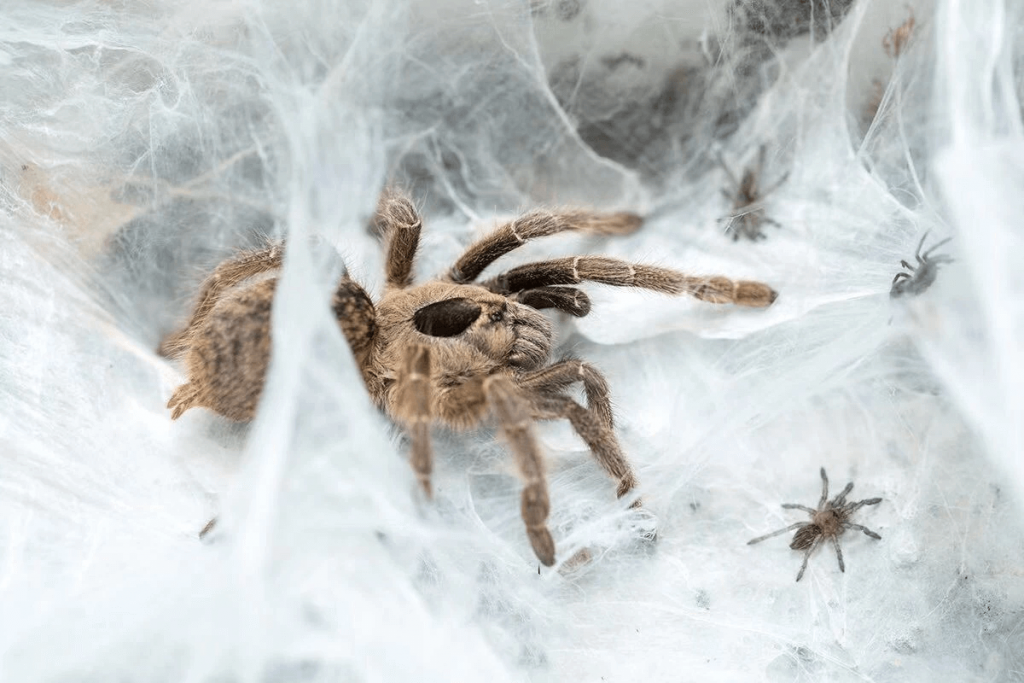 Ceratogyrus brachycephalus (Greater horned baboon tarantula ...