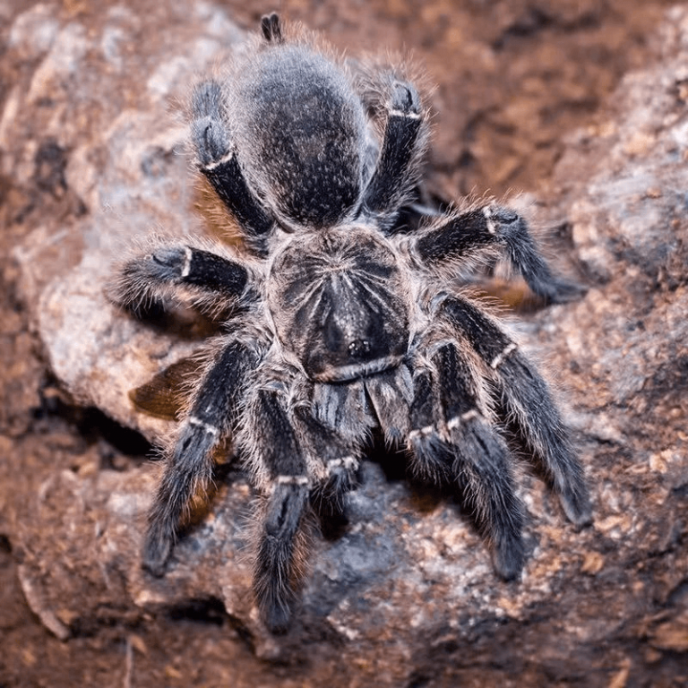 Lasiodora difficilis (Brazilian Fire Red Birdeater) for sale - HappyForest