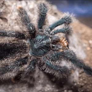 Blue Fang Tarantula (Ephebopus cyanognathus) - HappyForestStore