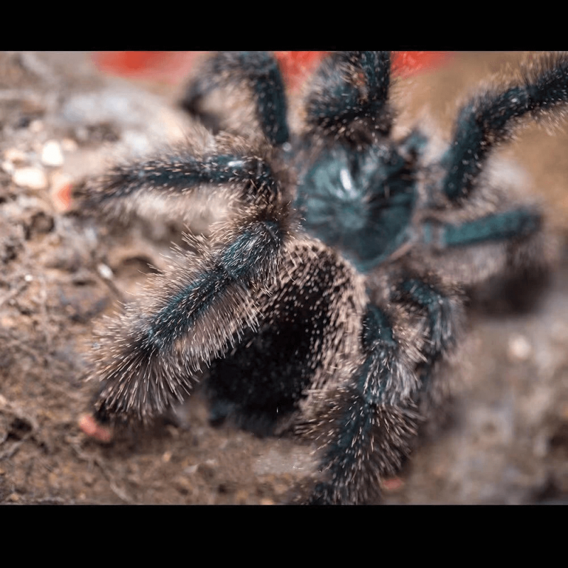 Psalmopoeus victori (Darth Maul Tarantula) for sale - HappyForestStore