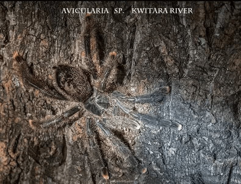 Avicularia sp. Kwitara river for sale - HappyForestStore