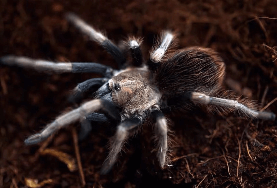Lasiodorides polycuspulatus (PERUVIAN BLONDE Tarantula) - HappyForestStore