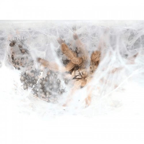 Theraphosa apophysis - Pinkfoot Goliath Bird Eater tarantula ...