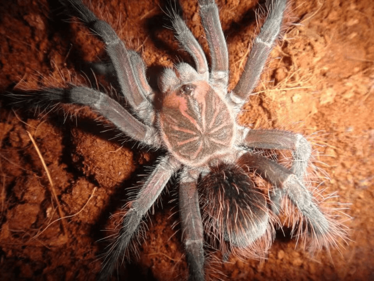 Pamphobeteus platyomma (The Brazilian pink bloom tarantula ...
