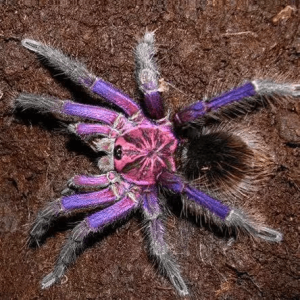 Pamphobeteus platyomma (The Brazilian pink bloom tarantula ...