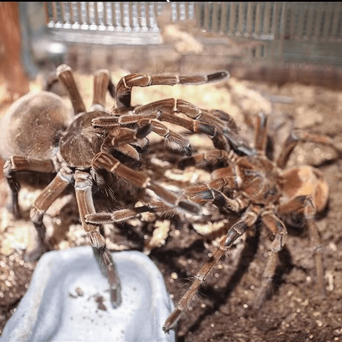 Theraphosa stirmi - Burgundy goliath bird eater tarantula - HappyForest