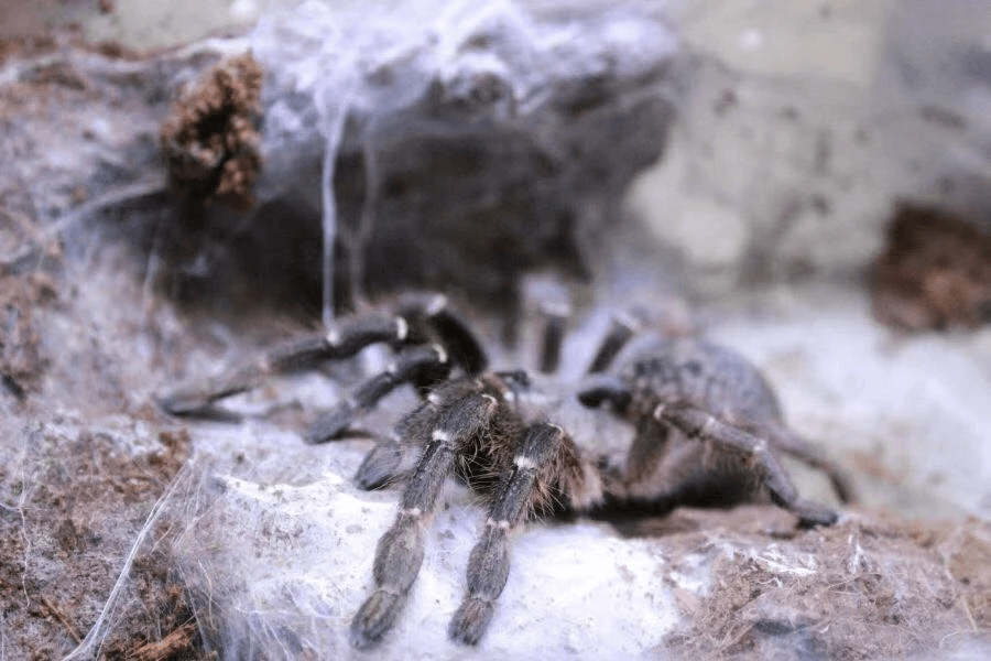 Burst horned baboon tarantula - Ceratogyrus darlingi - HappyForestStore