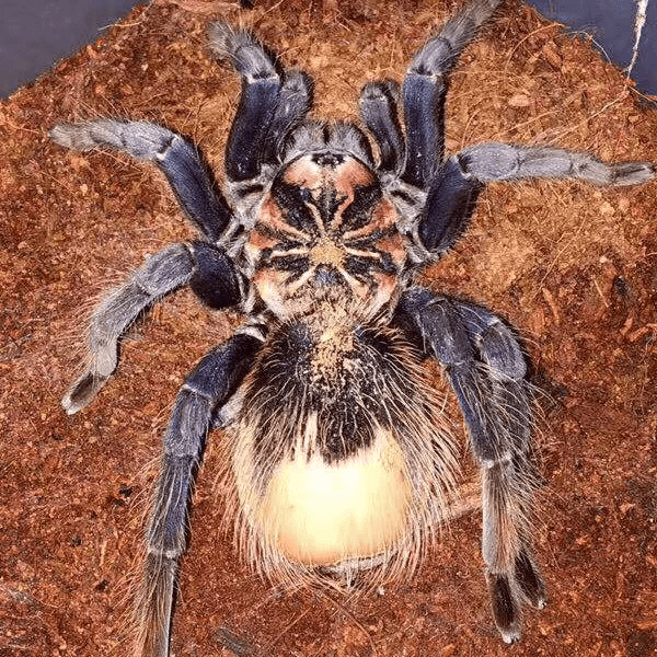Xenesthis immanis blue (Colombian Lesserblack Tarantula) - HappyForest