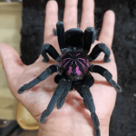 Pamphobeteus platyomma (The Brazilian pink bloom tarantula) for sale ...