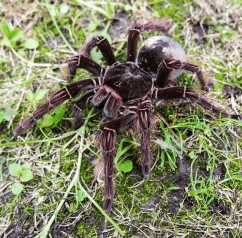 Bonnetina sp. chamela (Palp Friction Tarantula) for sale - HappyForest