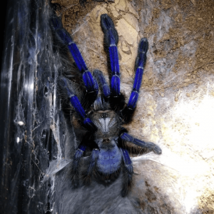 Theraphosa apophysis - Pinkfoot Goliath Bird Eater tarantula ...