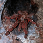 Phormingochilus sp. rufus for sale - HappyForestStore