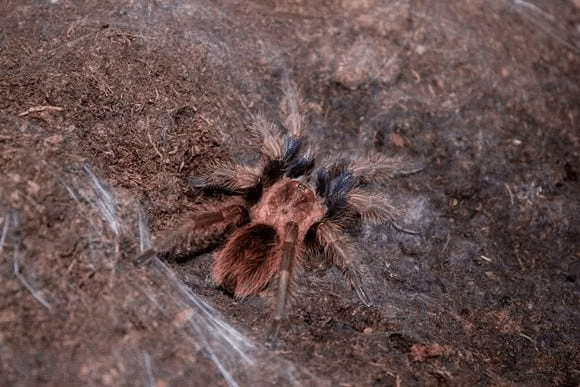 Bonnetina sp. chamela (Palp Friction Tarantula) - HappyForestStore
