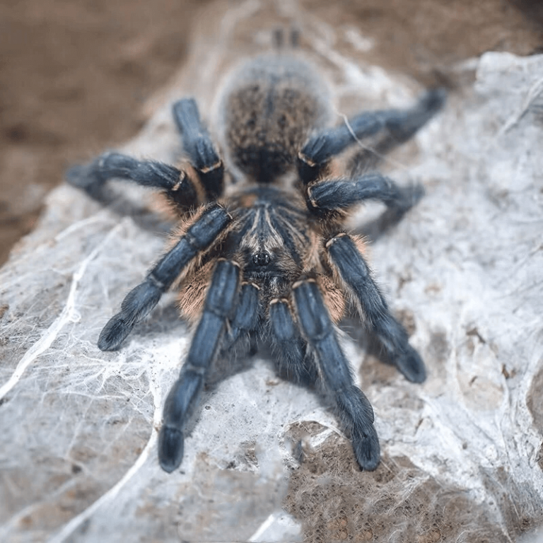 Harpactira pulchripes - Golden Blue Leg Baboon - HappyForestStore