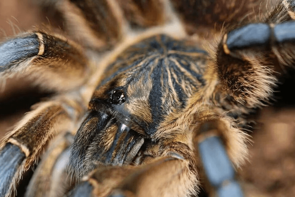 Harpactira pulchripes - Golden Blue Leg Baboon - HappyForestStore