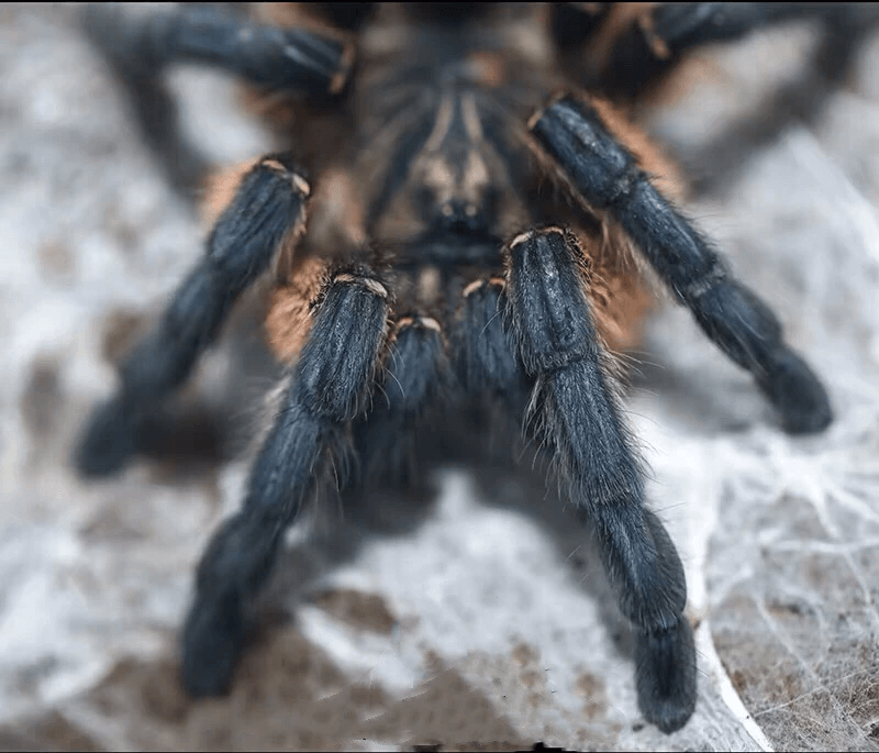 Harpactira pulchripes - Golden Blue Leg Baboon - HappyForestStore