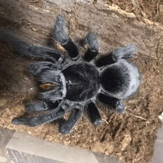 Brazilian Black Tarantula - Grammostola pulchra - HappyForestStore