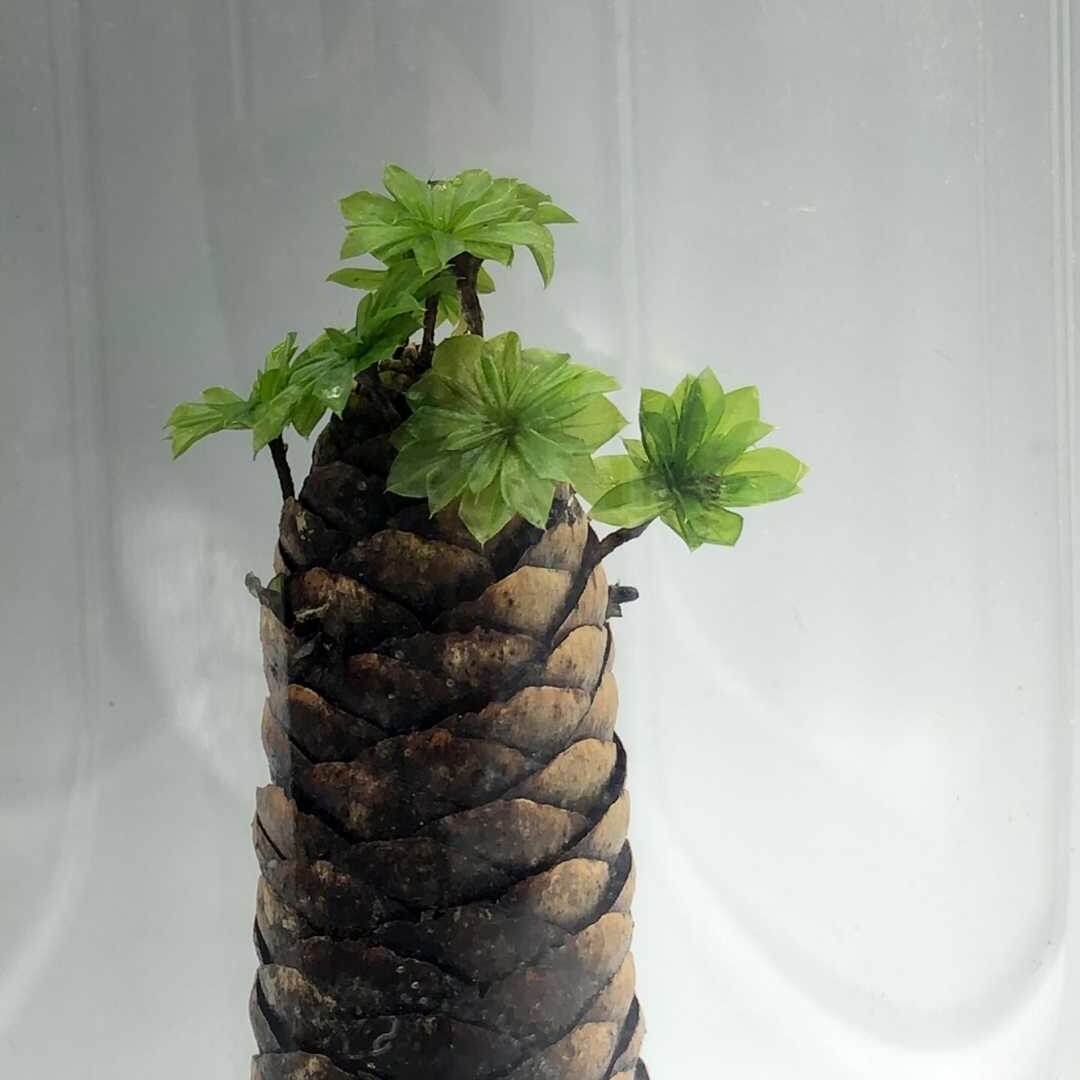 Rose Moss Umbrella Moss (Rhodobryum Giganteum) (3 Item) - HappyForestStore