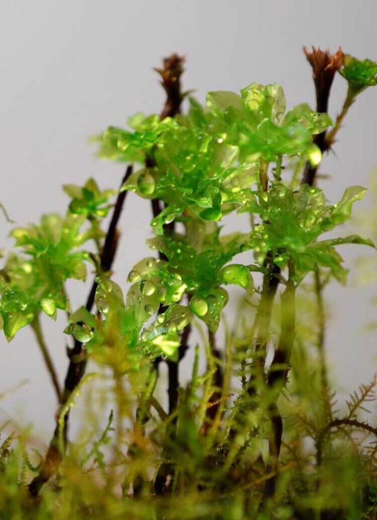 Rose Moss Umbrella Moss (Rhodobryum Giganteum) (3 Item) - HappyForestStore