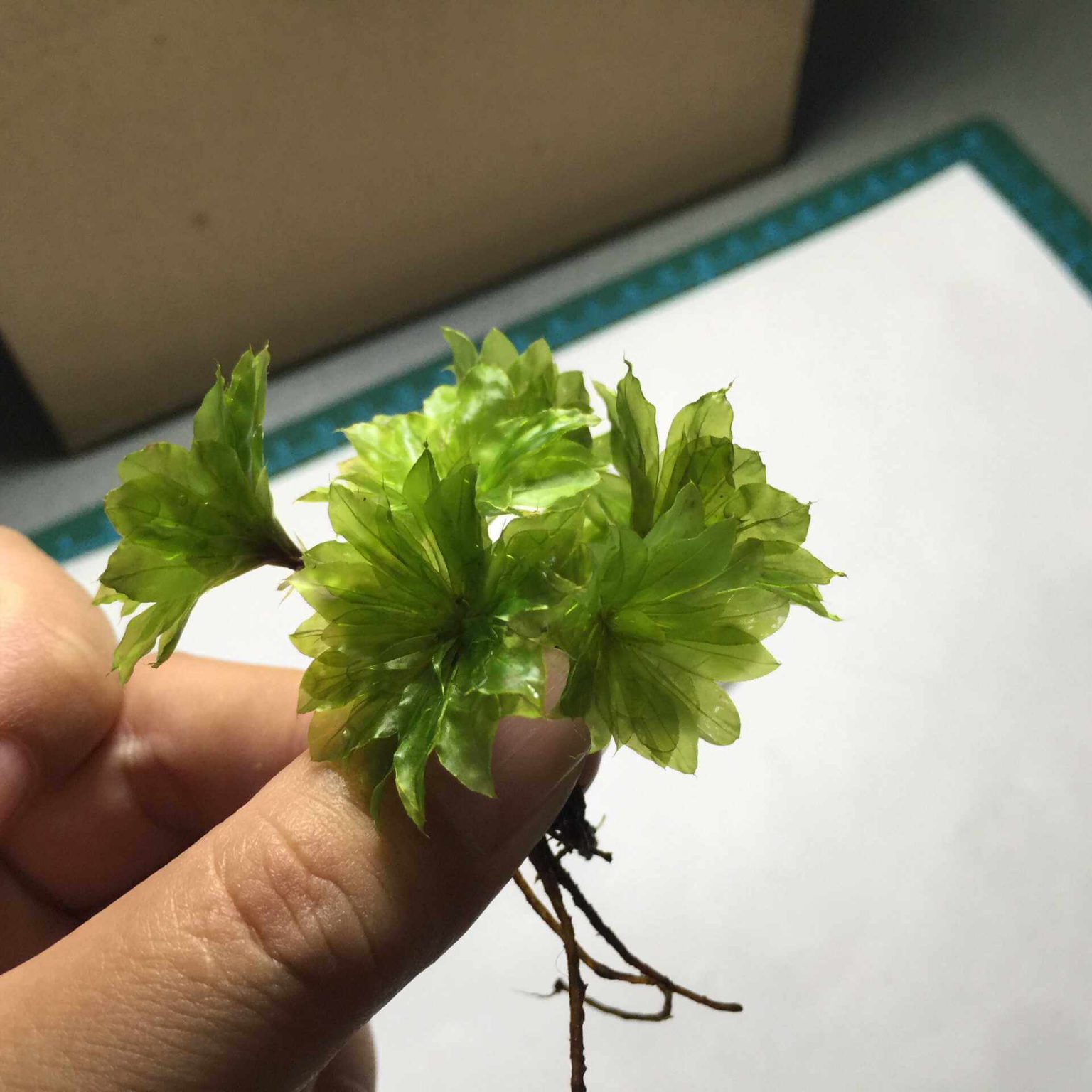 Rose Moss Umbrella Moss (Rhodobryum Giganteum) (3 Item) - HappyForestStore