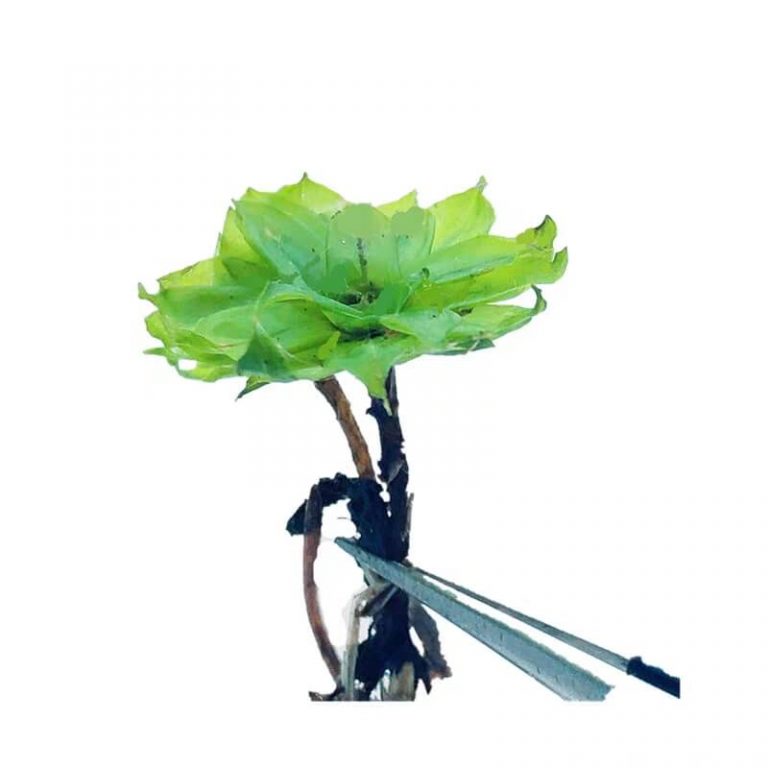 Rose Moss Umbrella Moss (Rhodobryum Giganteum) (3 Item) - HappyForestStore