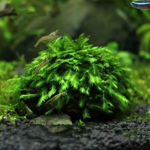 Tree Climacium Moss (Climacium Dendroides) - HappyForestStore