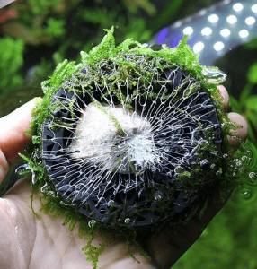 Plagiomnium Acutum Moss - HappyForestStore
