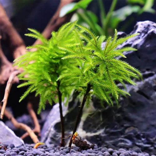 Rose Moss Umbrella Moss (Rhodobryum Giganteum) (3 Item) - HappyForestStore