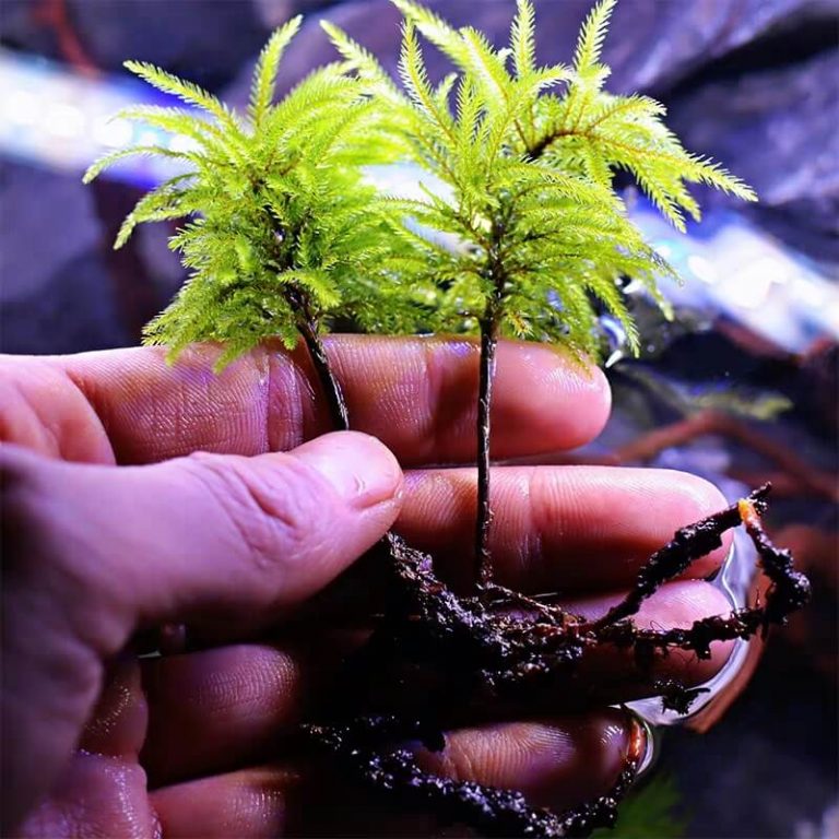 Tree Climacium Moss (Climacium Dendroides) - HappyForestStore