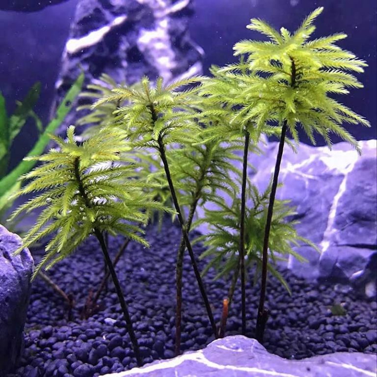 Tree Climacium Moss (Climacium Dendroides) - HappyForestStore