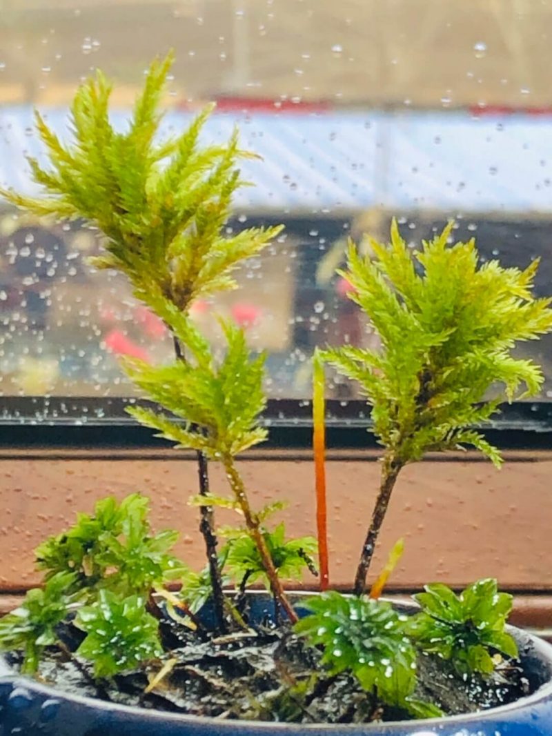 Tree Climacium Moss (Climacium Dendroides) - HappyForestStore