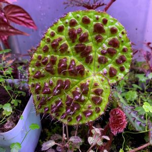 Begonia phuthoensis for Sale - HappyForestStore