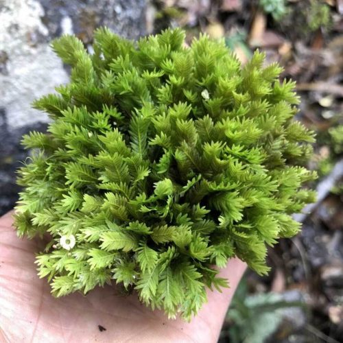 Thuidium Cymbifolium Moss - HappyForestStore