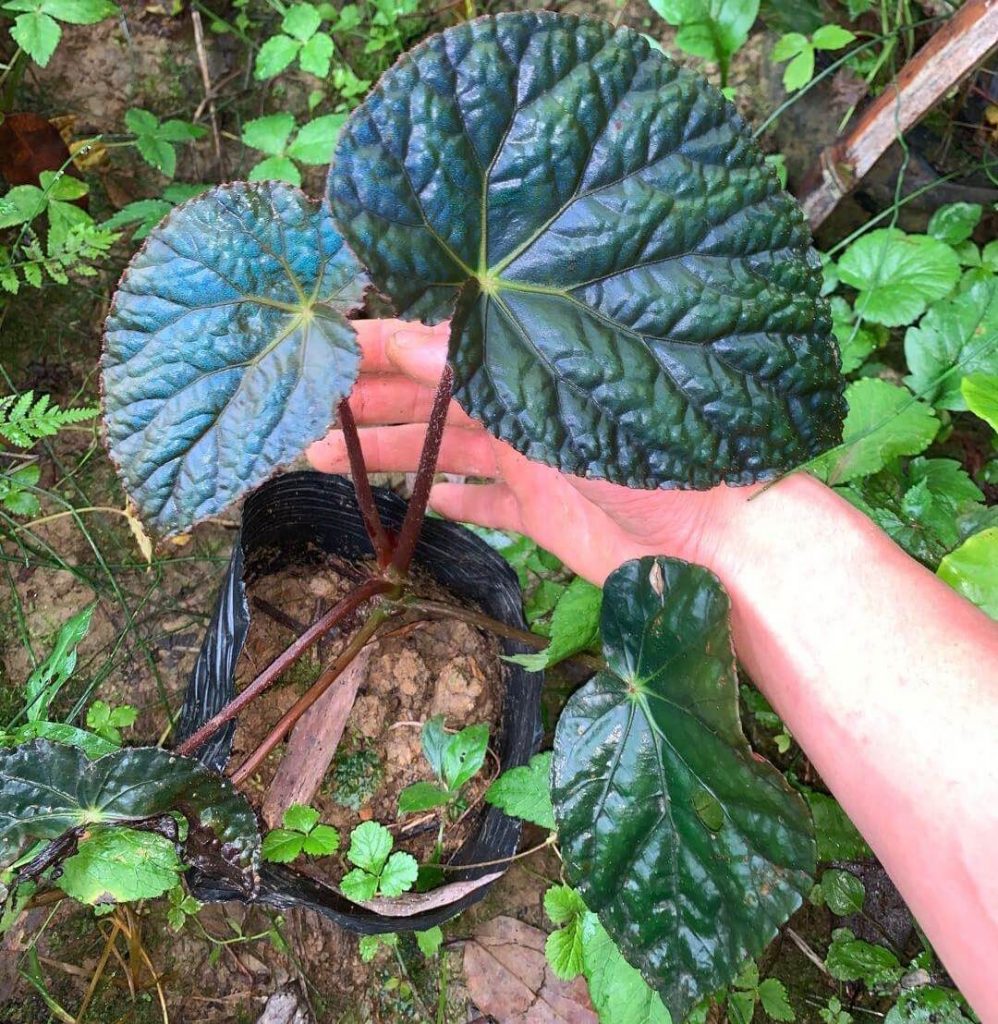 Begonia Pavonina for Sale - HappyForestStore