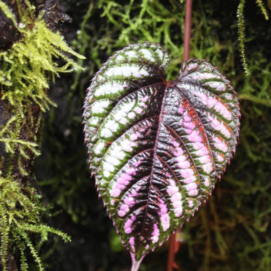 Cissus Discolor - HappyForestStore