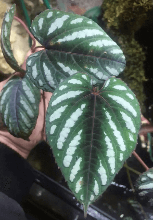 Cissus Discolor - HappyForestStore