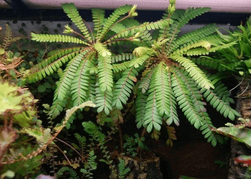 Selliguea rhynchophylla - HappyForestStore