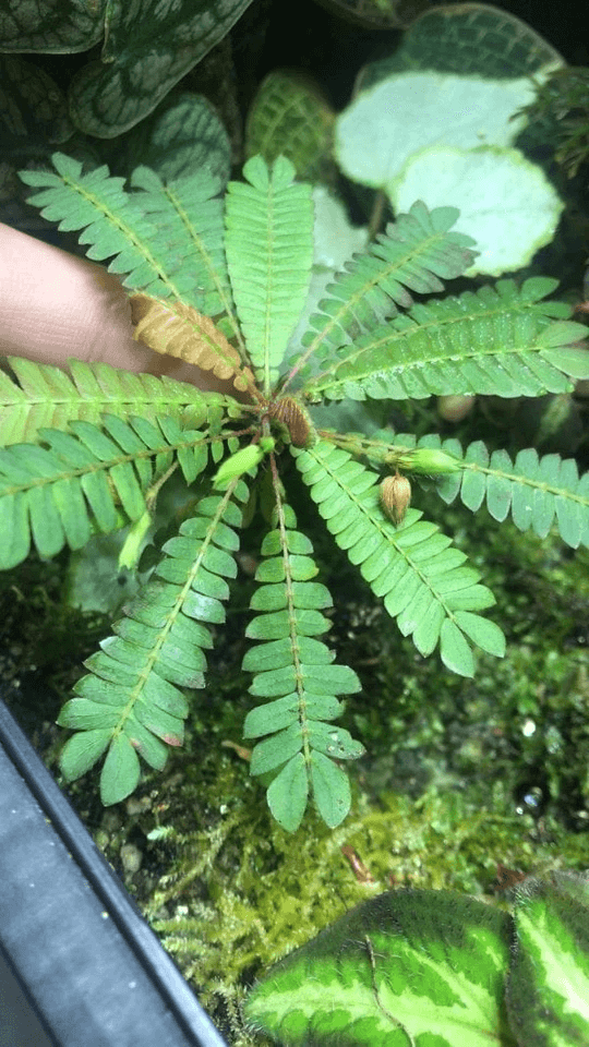 Biophytum sensititvum - HappyForestStore