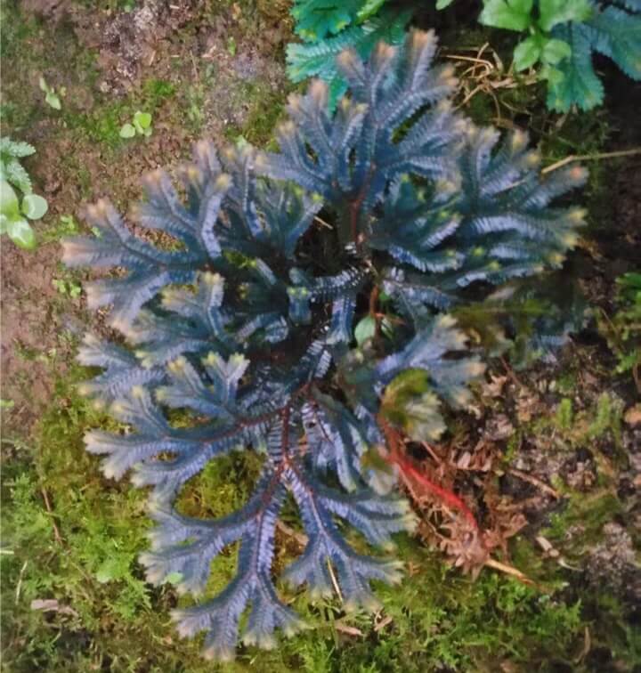 Spikemoss Bi-color (Selaginella Uncinata) - HappyForestStore