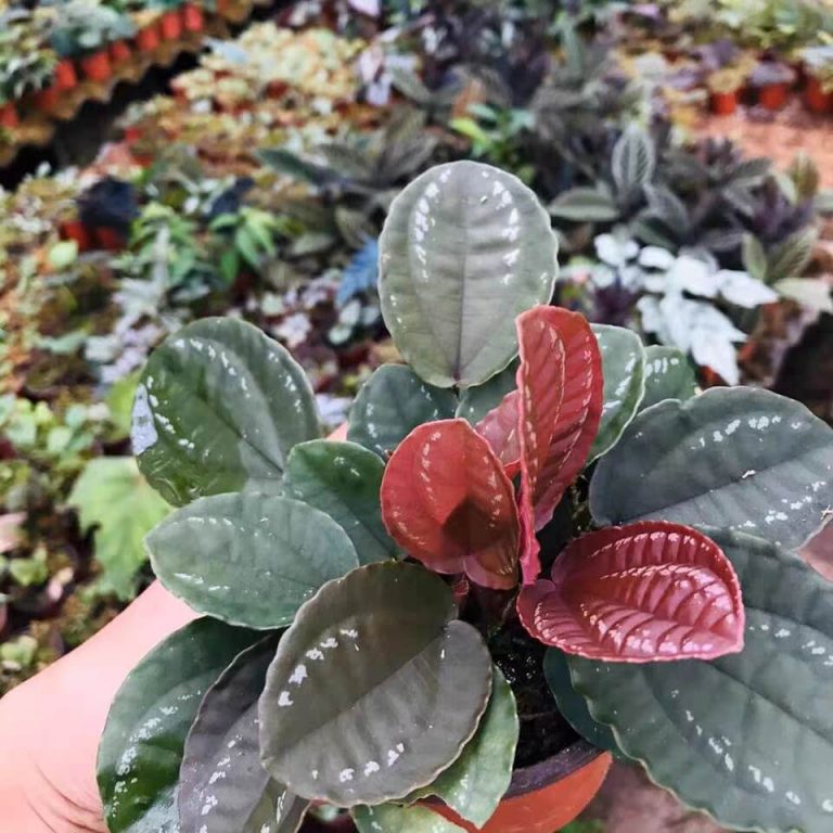 Selliguea rhynchophylla - HappyForestStore