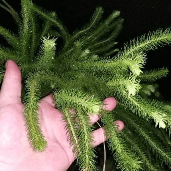 Phlegmariurus squarrosus X 2 Plants - HappyForestStore